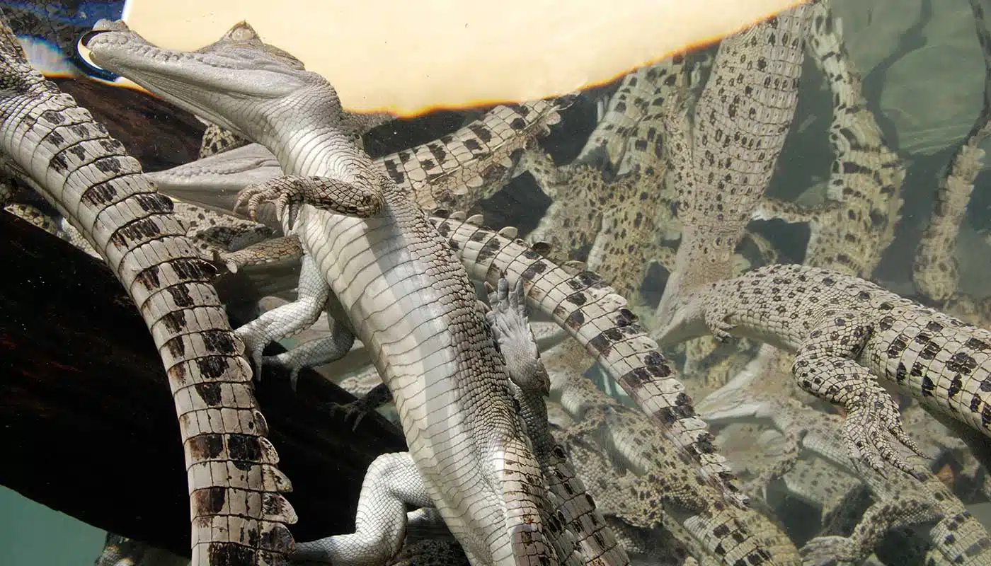 Crocosaurus Cove, Darwin, Australia – Advanced Aquarium Technologies