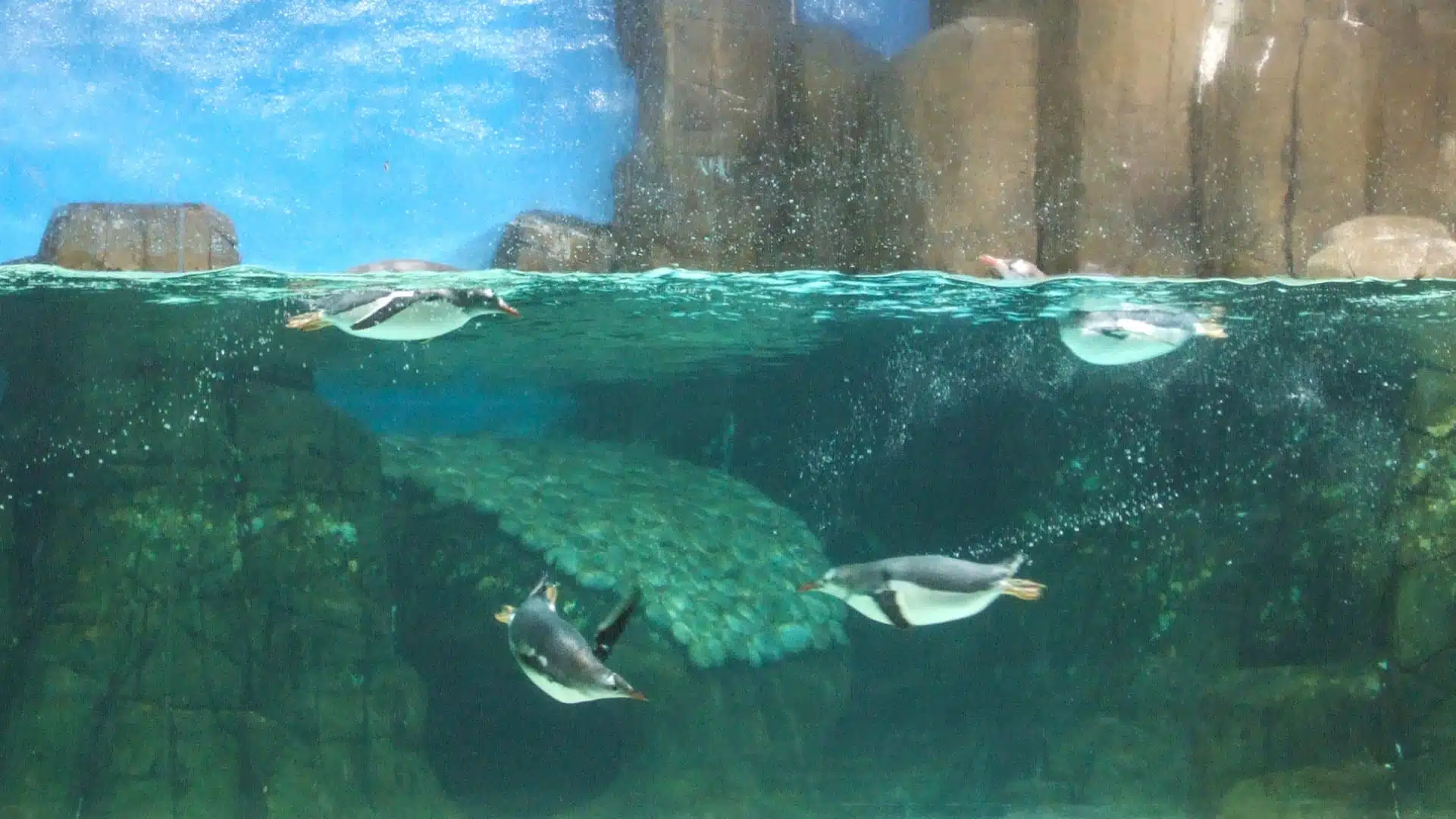 Melbourne Aquarium Expansion - Penguin Playground Exhibit, Australia ...