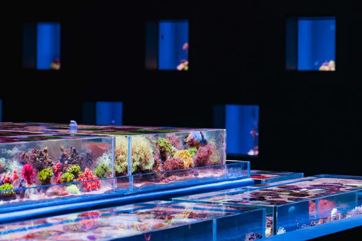 Advanced Aquarium Technologies | Public Aquarium Products ...